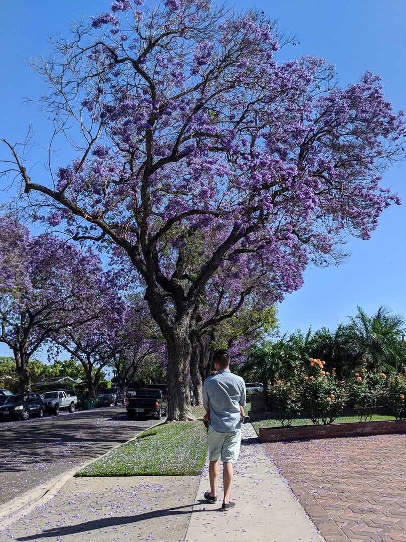 Purple trees in California - Dancing in the purple rain - Familee Travel