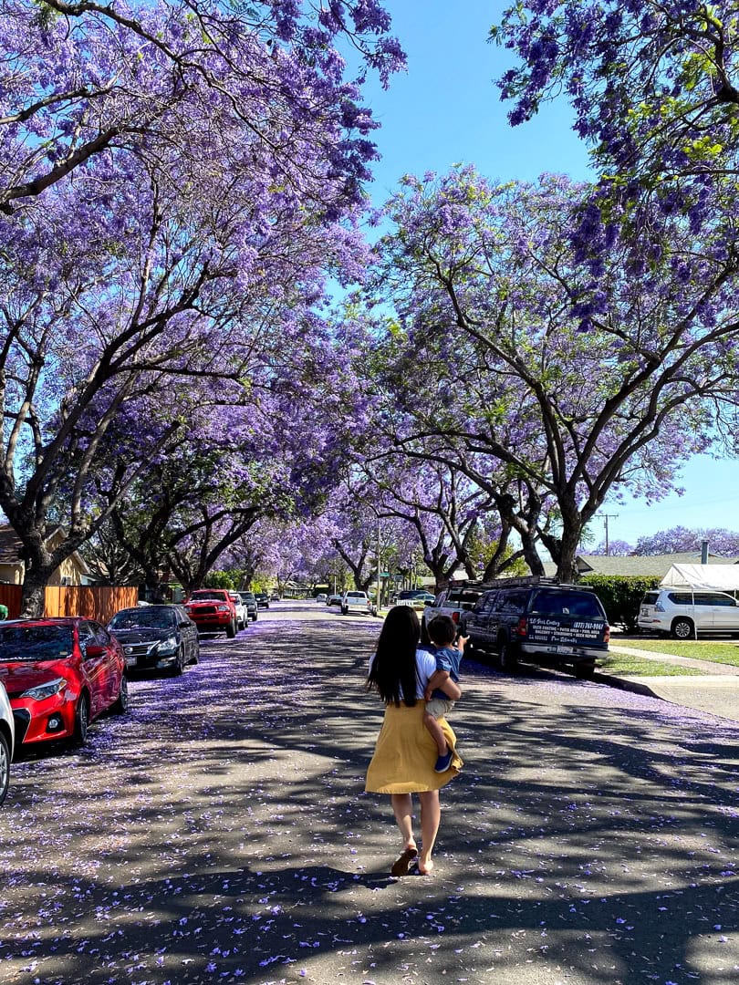Purple trees in California - Dancing in the purple rain - Familee Travel